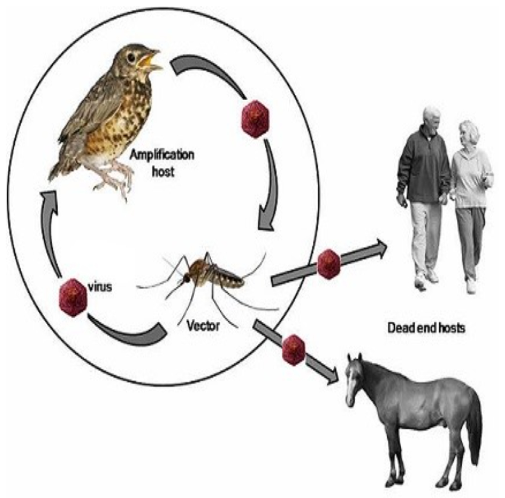 Global Dynamics of a Within-Host Model for Usutu Virus