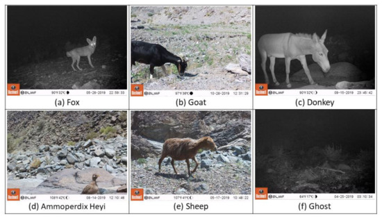 Computers | Free Full-Text | An IoT System Using Deep Learning to Classify Camera Trap Images on ...