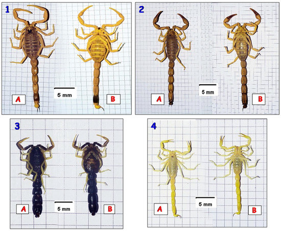 DNA Barcoding for Scorpion Species from New Valley Governorate in Egypt ...