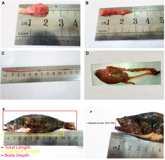Conservation | Free Full-Text | Evaluation of Well-Being Status of Near ...