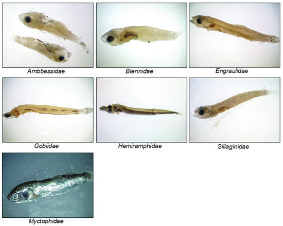 Larval Fish Assemblages in Coastal Waters of Bangladesh: Spatial and ...