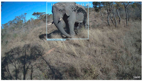 Harnessing Artificial Intelligence for Wildlife Conservation