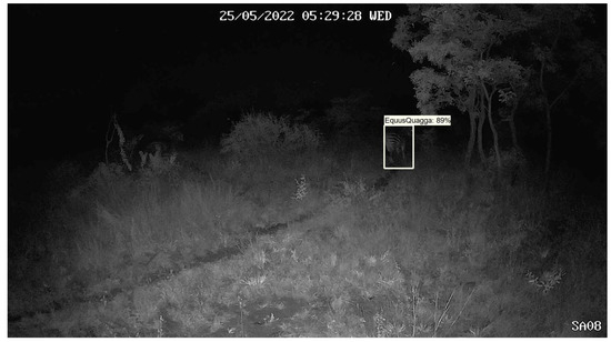 Harnessing Artificial Intelligence for Wildlife Conservation