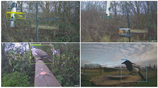 Harnessing Artificial Intelligence for Wildlife Conservation