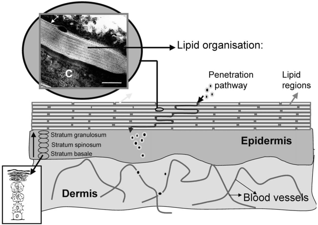 Nanotechnology, Inflammation and the Skin Barrier: Innovative ...