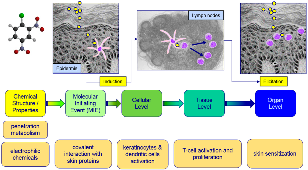 Safety Evaluation of Cosmetic Ingredients Regarding Their Skin ...