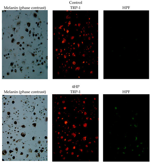 In Vitro Methods for Predicting Chemical Leukoderma Caused by Quasi ...