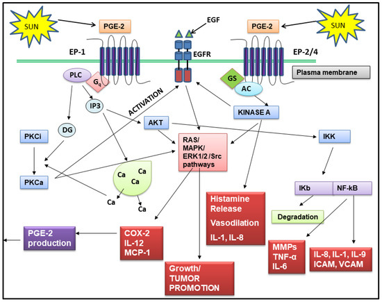 Cosmetics | Special Issue : The Role of Inflammation in Skin Aging