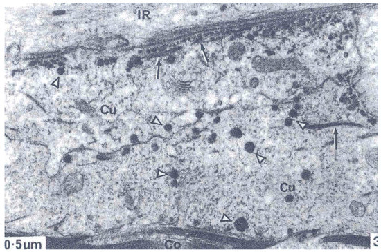 Known and Unknown Features of Hair Cuticle Structure: A Brief Review