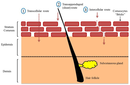 Design, Preparation, and Characterization of Effective Dermal and ...