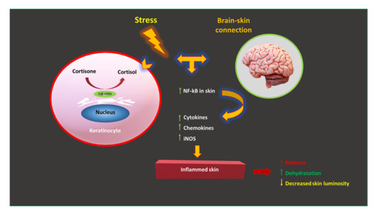 Cosmetics | Free Full-Text | Neurocosmetics in Skincare—The Fascinating ...