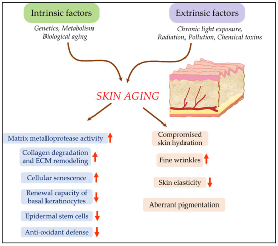 Cell-Based Model Systems for Validation of Various Efficacy-Based ...
