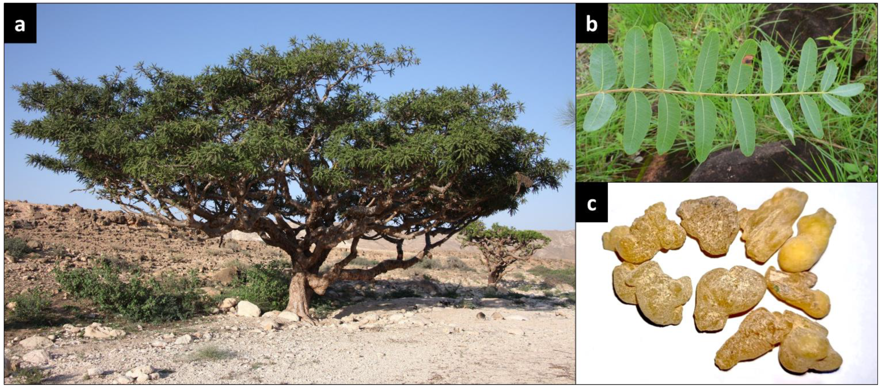 Boswellia carterii store