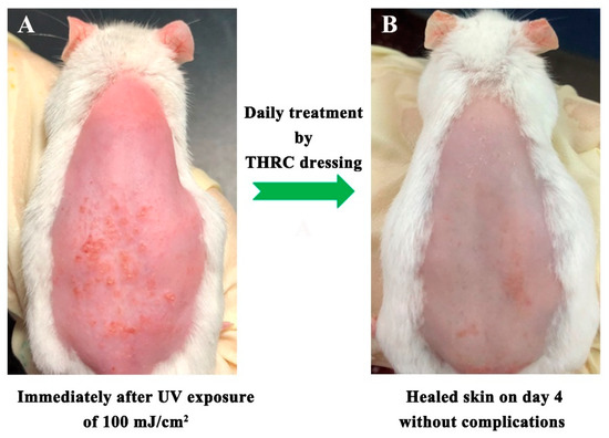 Biocompatible Triple-Helical Recombinant Collagen Dressings for Accelerated Wound Healing in ...