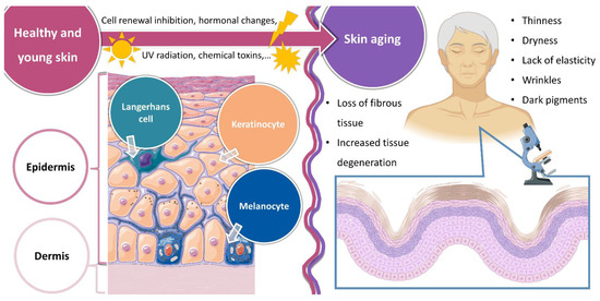 In Vitro Models for Anti-Aging Efficacy Assessment: A Critical Update in Dermocosmetic Research