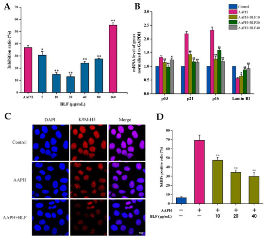 In Vitro Models for Anti-Aging Efficacy Assessment: A Critical Update ...