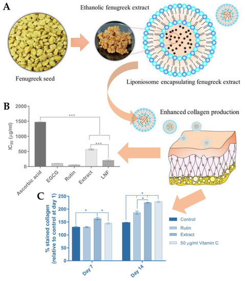 In Vitro Models for Anti-Aging Efficacy Assessment: A Critical Update ...