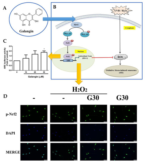 In Vitro Models for Anti-Aging Efficacy Assessment: A Critical Update ...