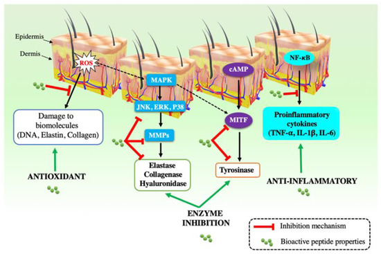 Insights into Bioactive Peptides in Cosmetics