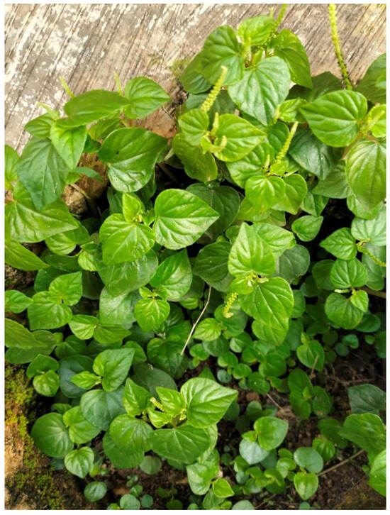 Skin Anti-Aging Potentials of Phytochemicals from Peperomia pellucida ...