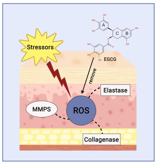 A Recent Update on the Potential Use of Catechins in Cosmeceuticals