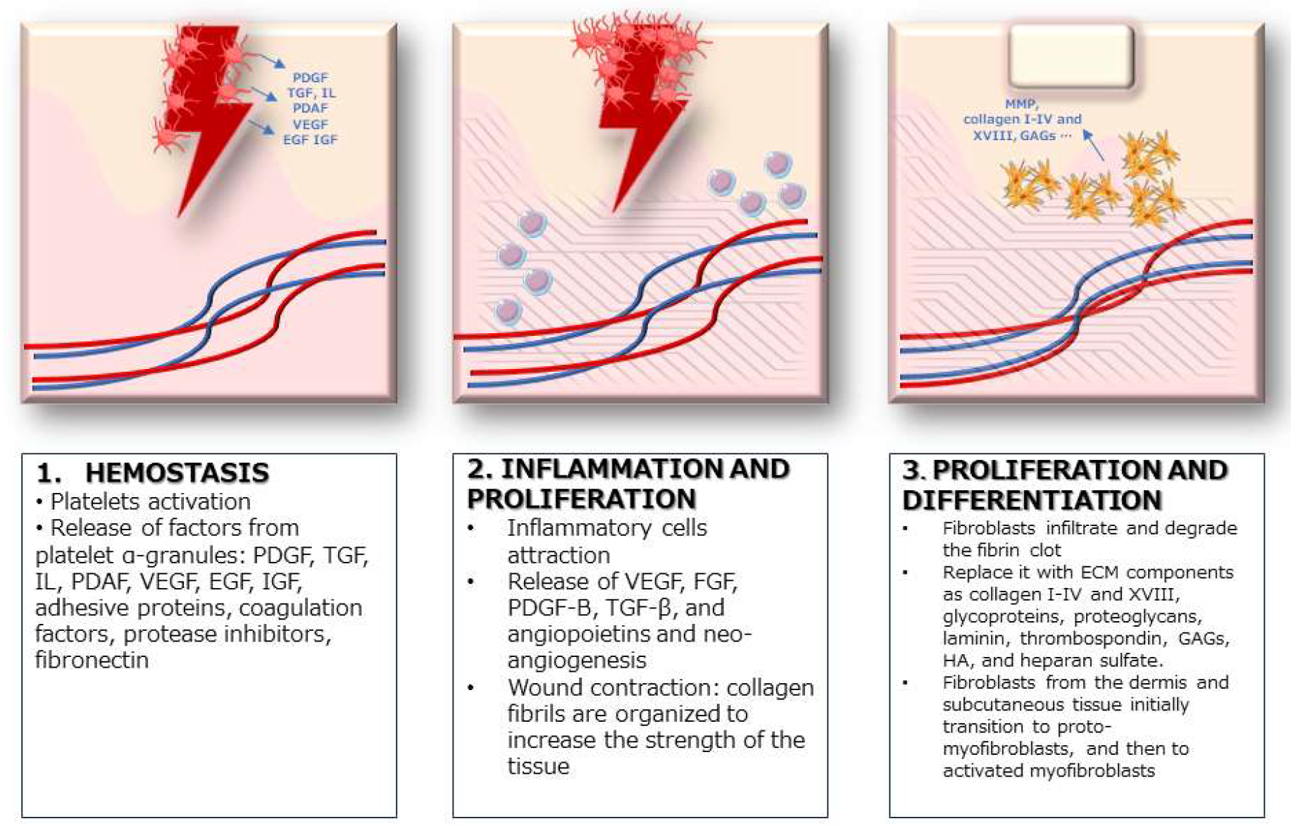 Advancements in Regenerative Medicine for Aesthetic Dermatology: A ...