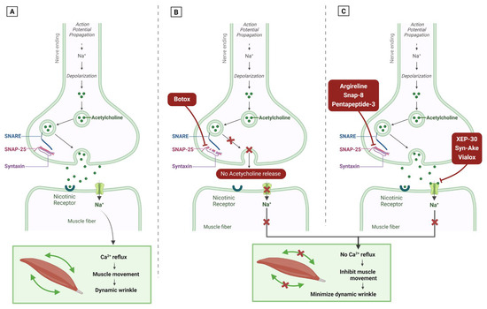 Sustainable Dynamic Wrinkle Efficacy: Non-Invasive Peptides as the ...
