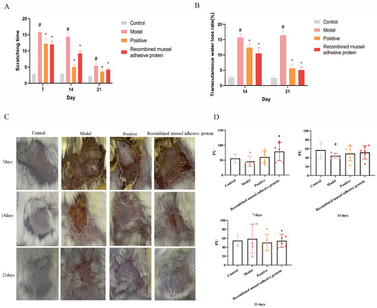 Cosmetics | Free Full-Text | Protective Effects of Recombined Mussel ...