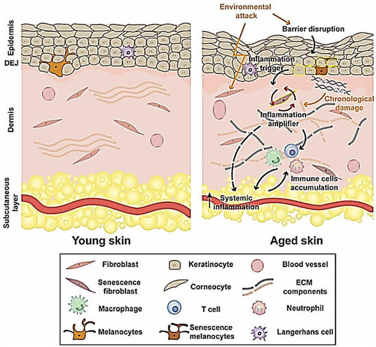 Harmonizing In Vitro Techniques for Anti-Aging Cosmetic Ingredient ...