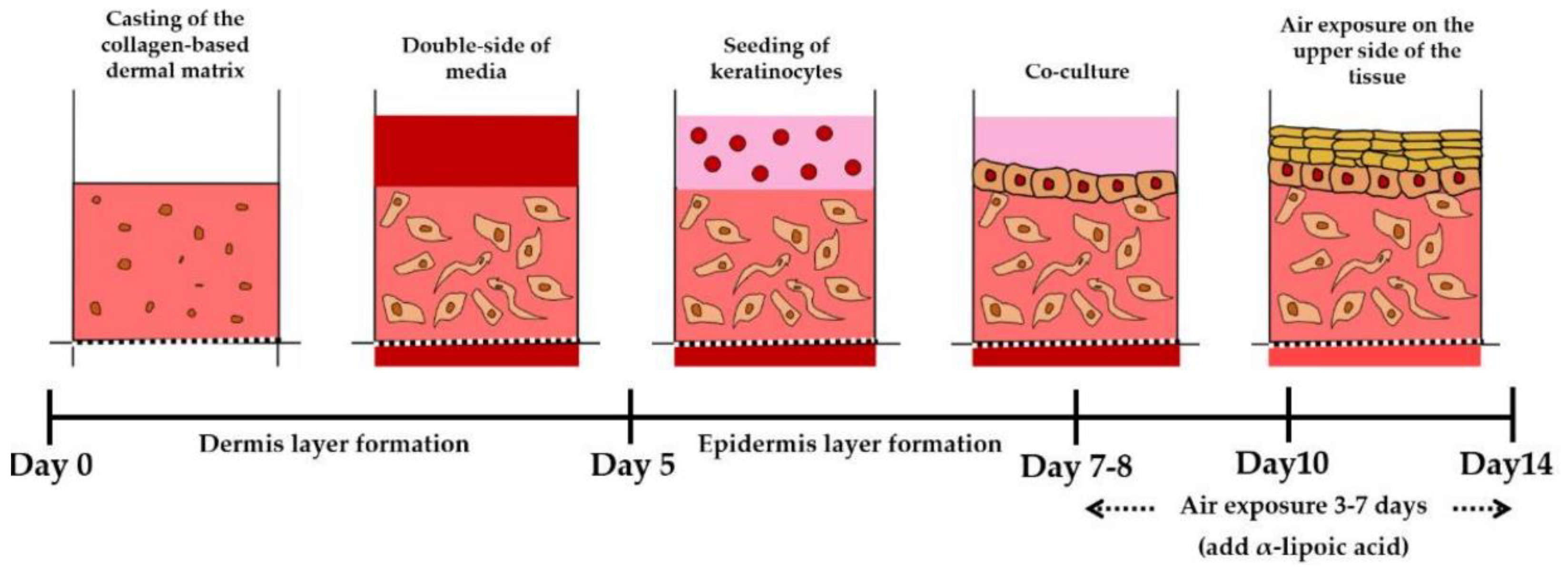 Harmonizing In Vitro Techniques for Anti-Aging Cosmetic Ingredient ...