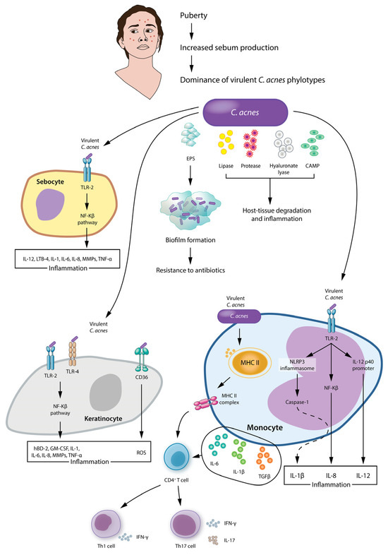 Addressing the Unmet Need in Acne Management: A Novel Dermocosmetics ...
