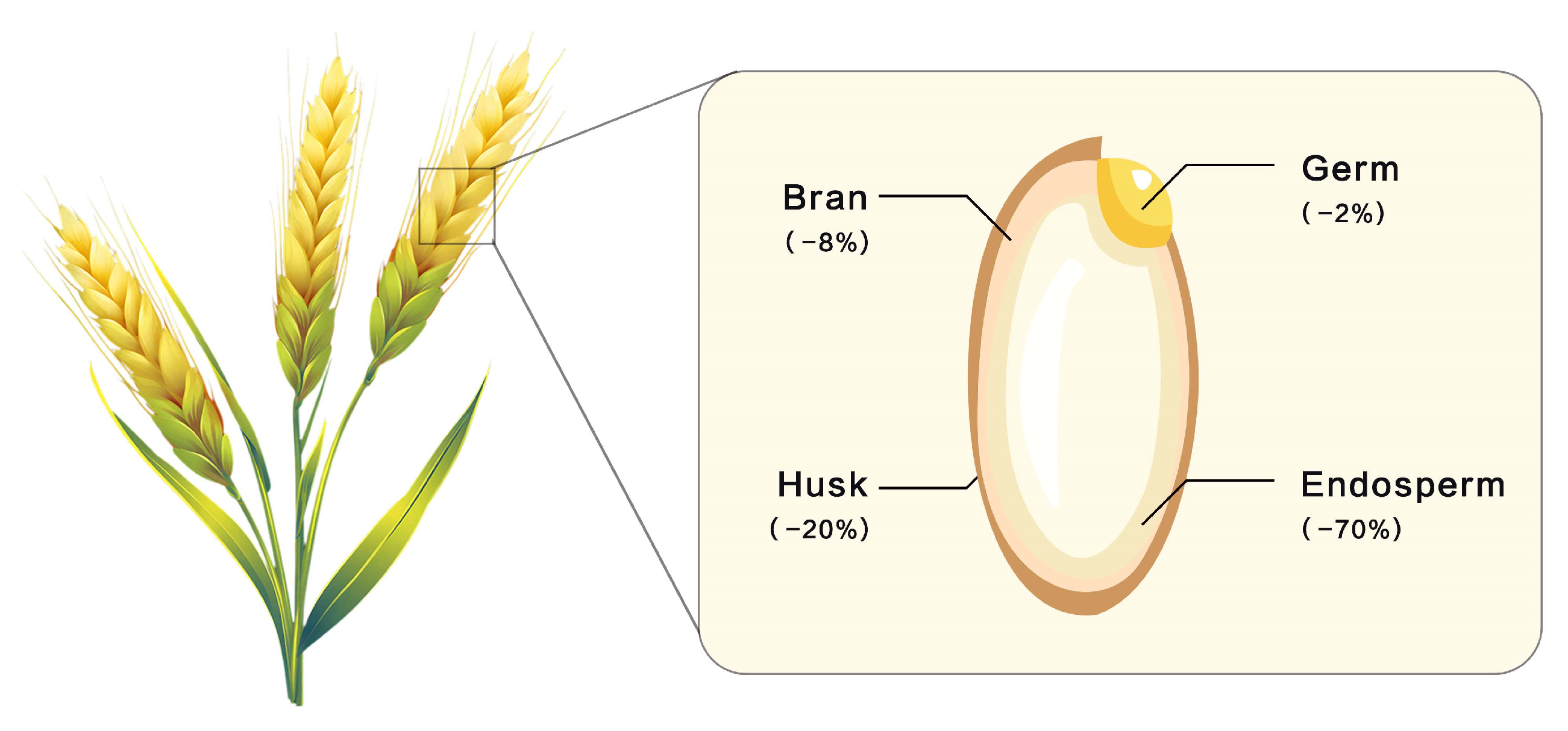 Biologically Active Components and Skincare Benefits of Rice ...