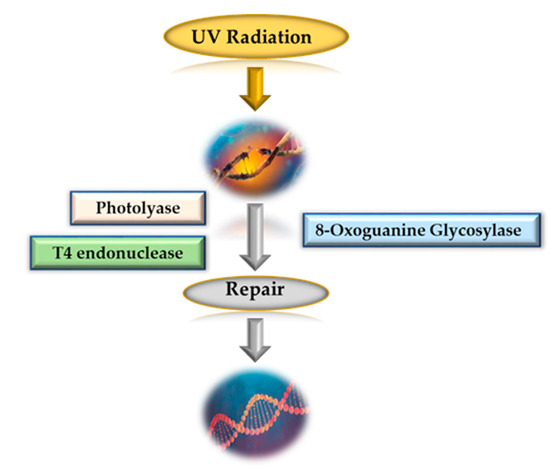 Enzymes DNA Repair in Skin Photoprotection: Strategies Counteracting ...