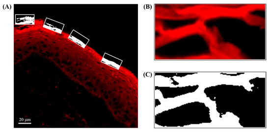 A Novel In Vitro Dry Skin Model Using Minipig and Human Cadaver Skin ...