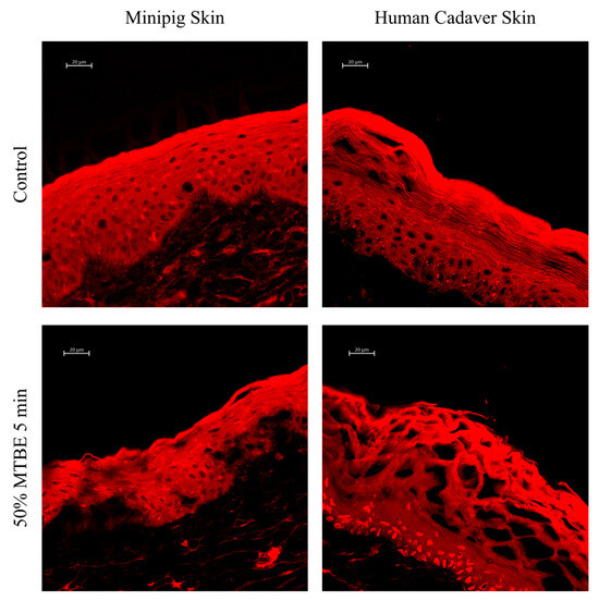 A Novel In Vitro Dry Skin Model Using Minipig and Human Cadaver Skin ...