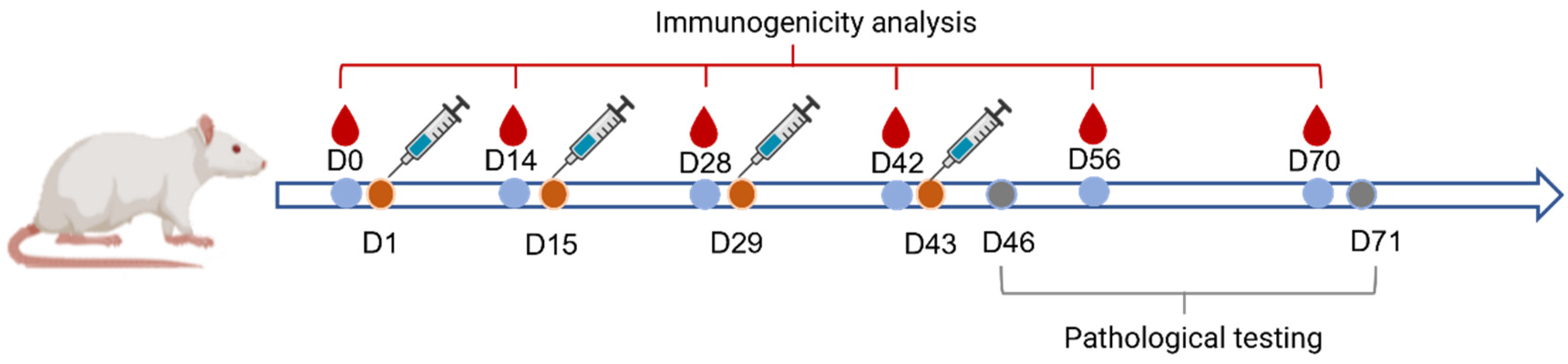 Repeat-Dose Toxicity of Candidate Omicron COVID-19 Vaccine in Sprague ...