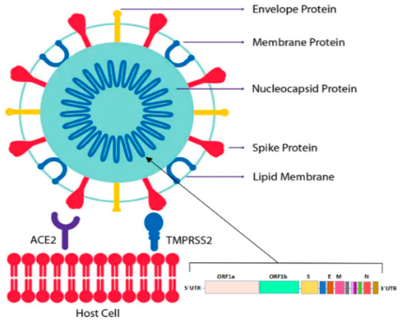 Sars-cov-2 Structure Diagram Sars Cov Spike Protein Virus Mo Sars-cov-2 Structure Diagram Sars Cov Spike Protein Virus Mo