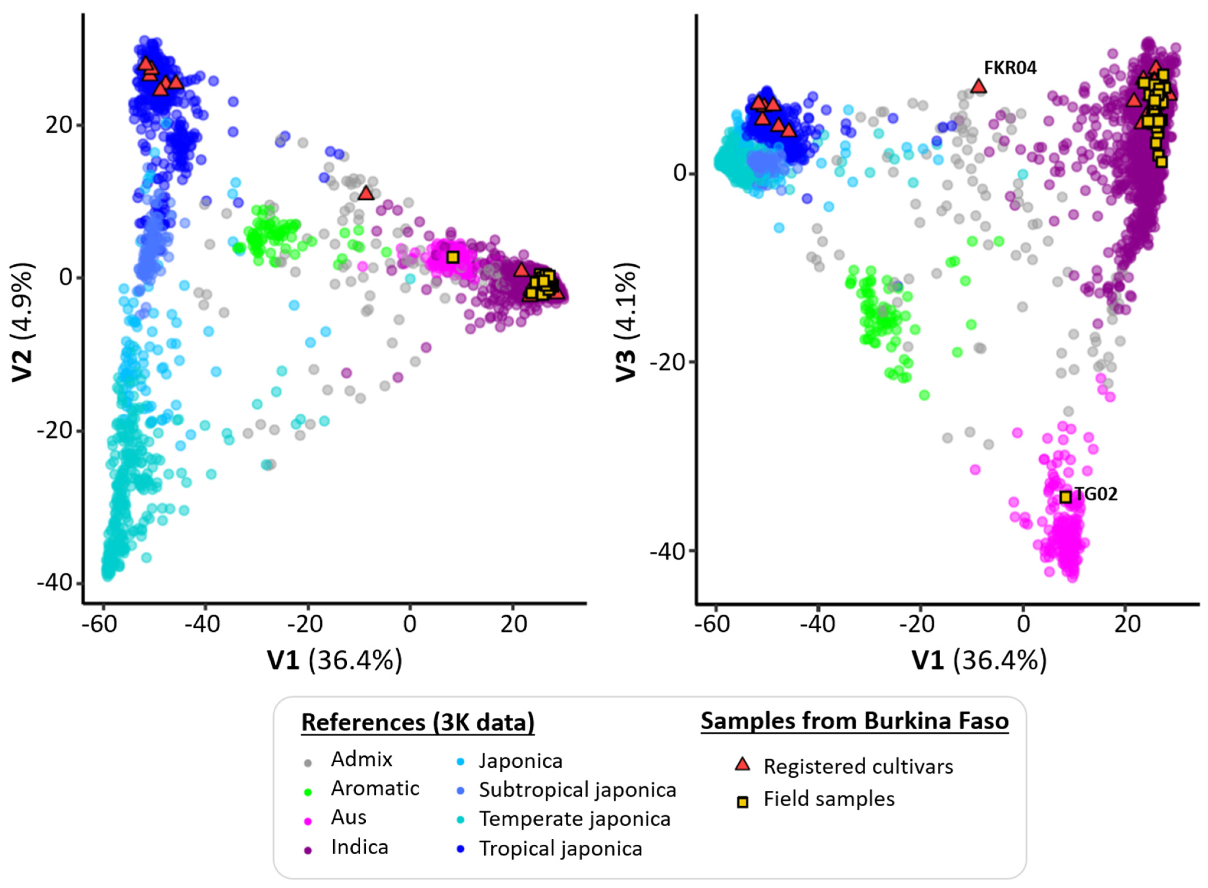 Assessment of Genetic Diversity of Rice in Registered Cultivars and ...