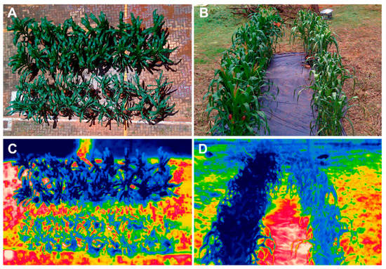 Precise Phenotyping for Improved Crop Quality and Management in ...