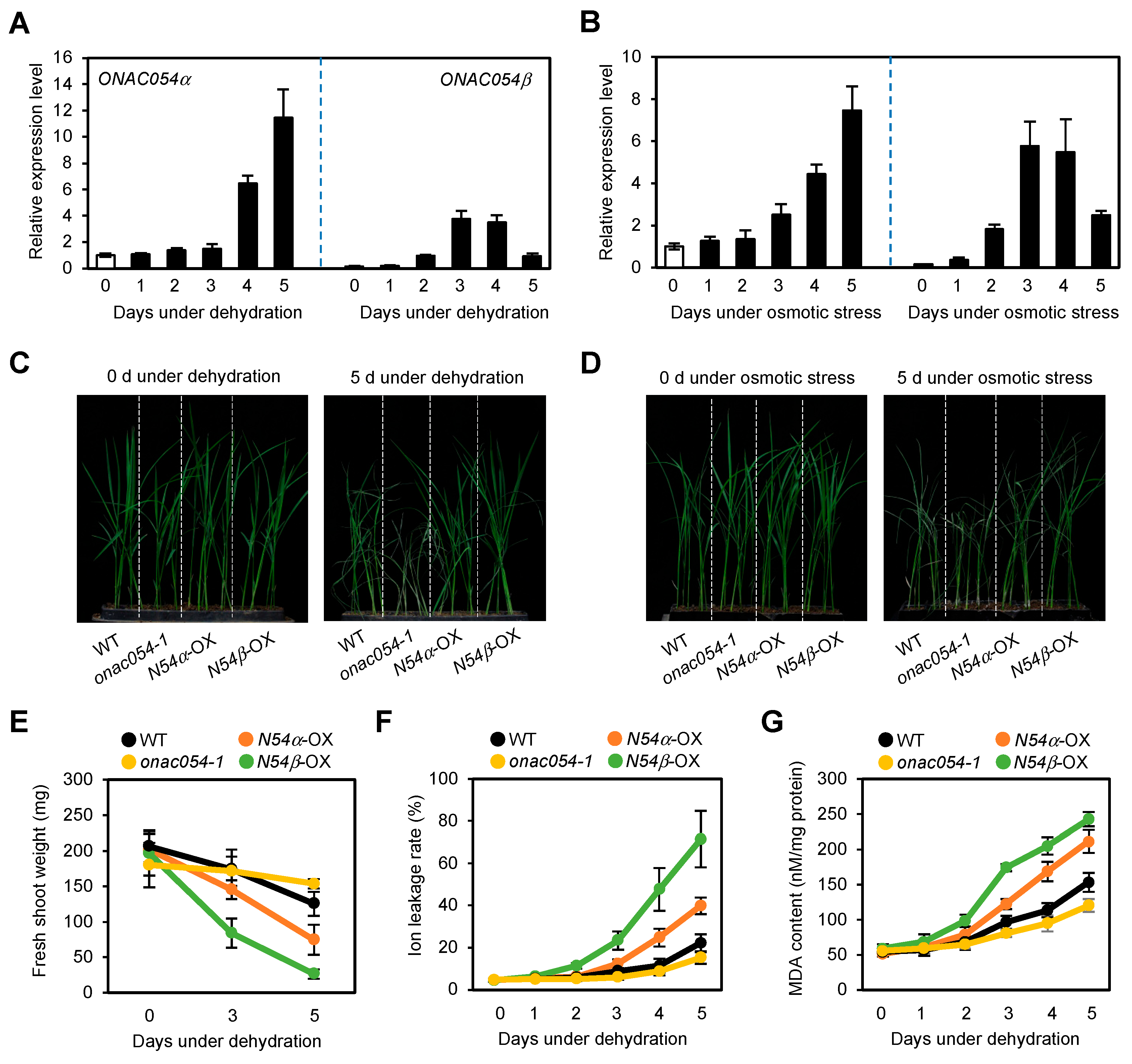 Overexpression of ONAC054 Improves Drought Stress Tolerance and Grain ...
