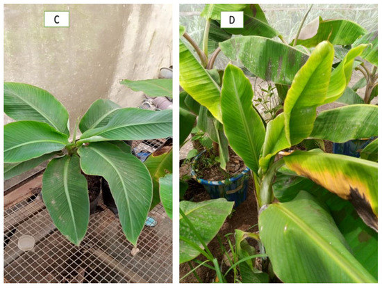 Variation in Symptom Development and Infectivity of Banana Bunchy Top ...