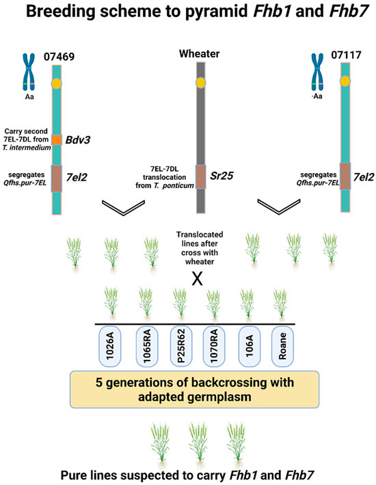 Marker Development and Pyramiding of Fhb1 and Fhb7 for Enhanced ...