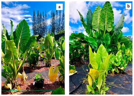 Comparative Growth of Elephant Ear Taro (Alocasia macrorrhiza) and ...