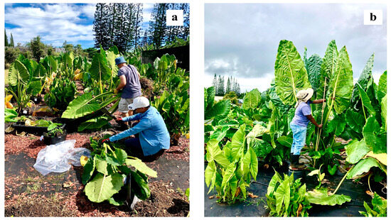 Comparative Growth of Elephant Ear Taro (Alocasia macrorrhiza) and ...