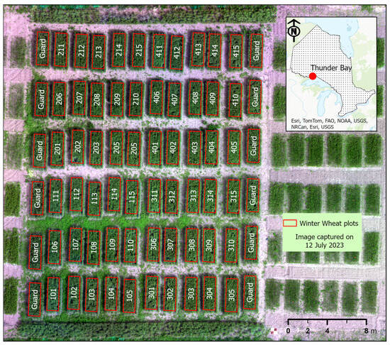 Analyzing Winter Wheat (Triticum aestivum) Growth Pattern Using High ...