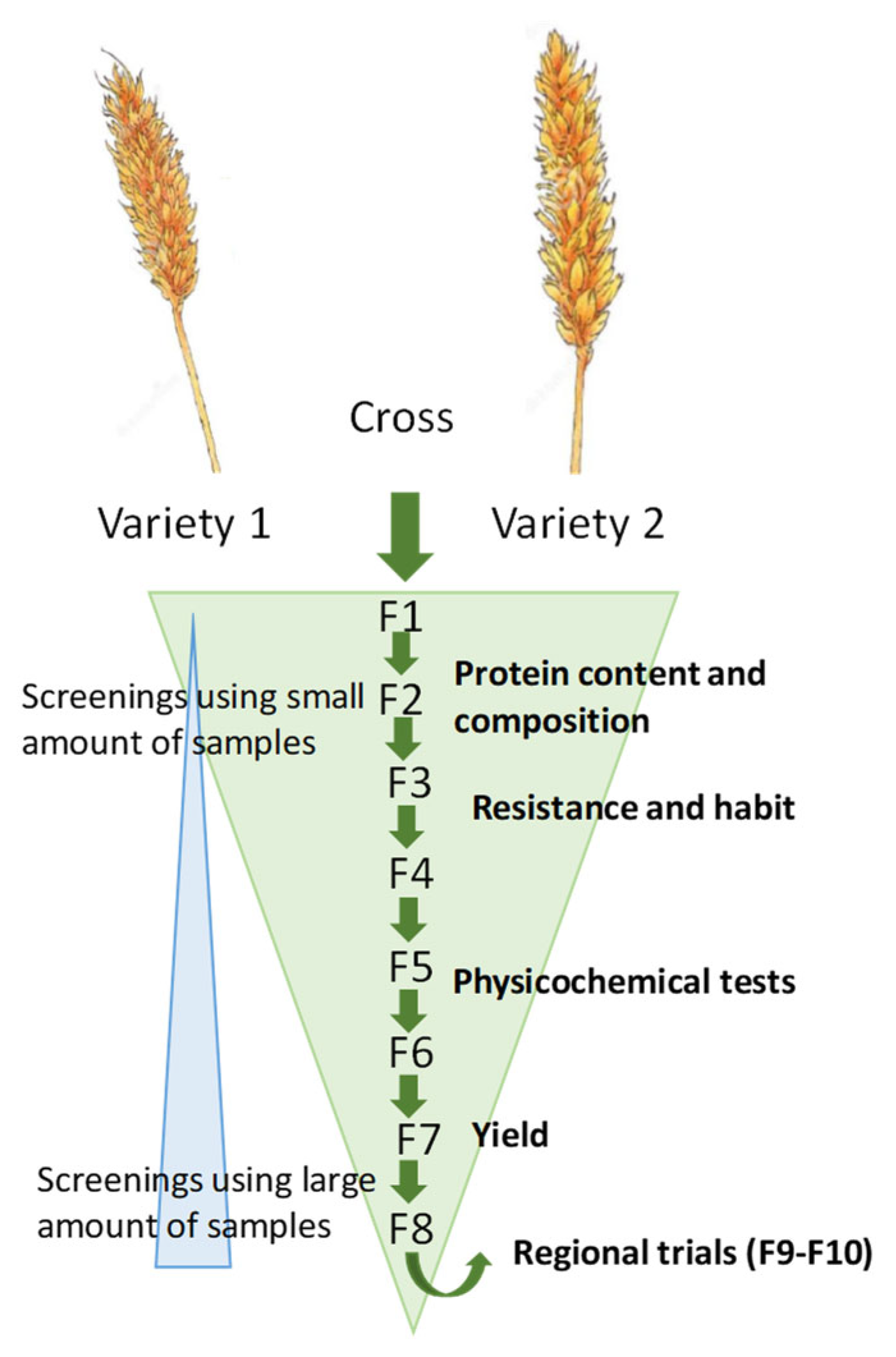 Wheat Grain Protein Composition—A Screening Tool to Be Used in Plant ...