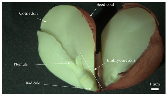 Developing a Cryopreservation Protocol for Embryonic Axes of Six South ...