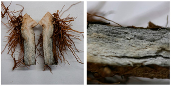 Sesame Diseases and Pests: Assessment of Threats to the Establishment ...