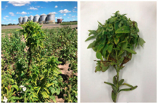 Sesame Diseases and Pests: Assessment of Threats to the Establishment ...