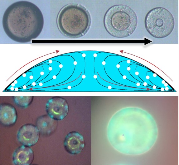 Crystals | Free Full-Text | Self-Assembly Kinetics of Colloidal ...